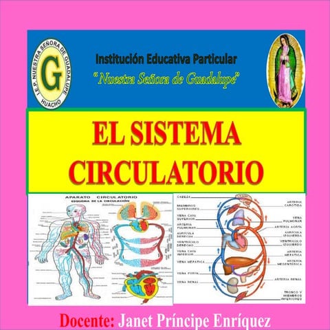 Sistema circulatorio2 | PPTX