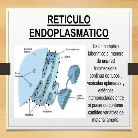 Retículo endoplasmático y ribosomas