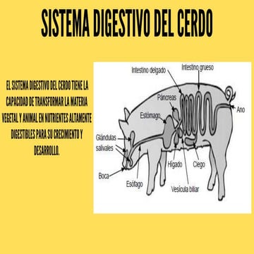 Anatomia y Fisiologia de los Cerdos.pptx