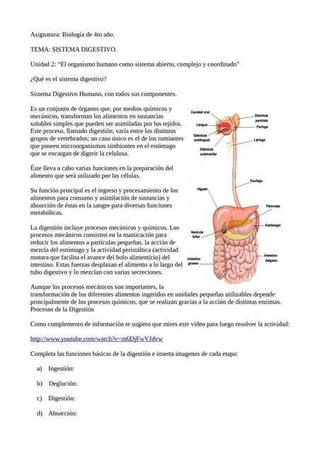 Hoja De Repaso Ejercicio 38 Anatomía Del Sistema Digestivo