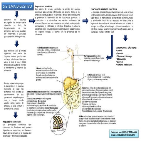 Los sistemas del cuerpo humano | DOC