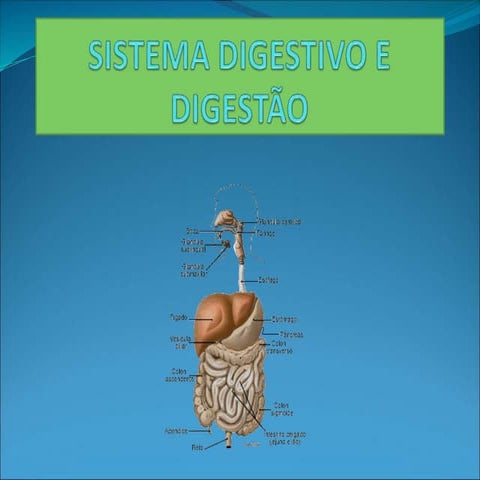 Sistema digestivo e digestão | PPT