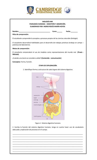 Hoja De Trabajo Con Diagrama Del Sistema Digestivo Genomasur