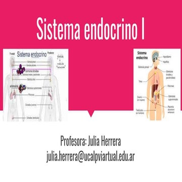 Sistema Endocrino | PPTX