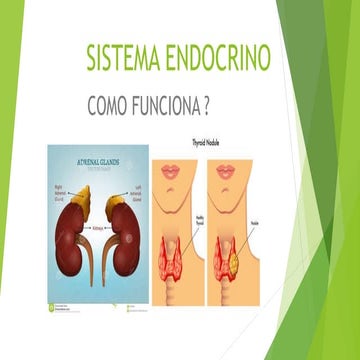Cómo funciona el sistema endocrino humano.ppt