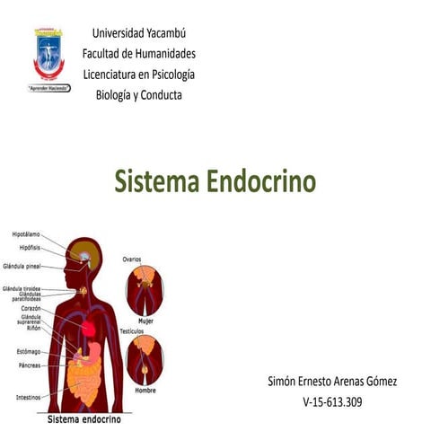 Sistema Endocrino Simon Arenas | PPTX