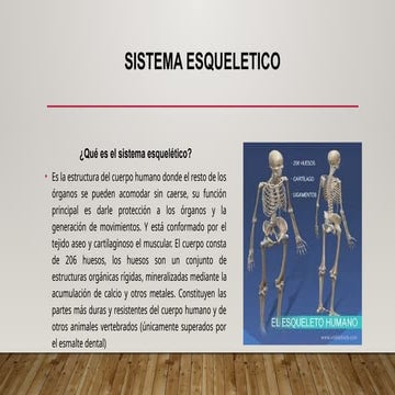 SISTEMA ESQUELETICO Y MUSCULAR I PAC.pptx
