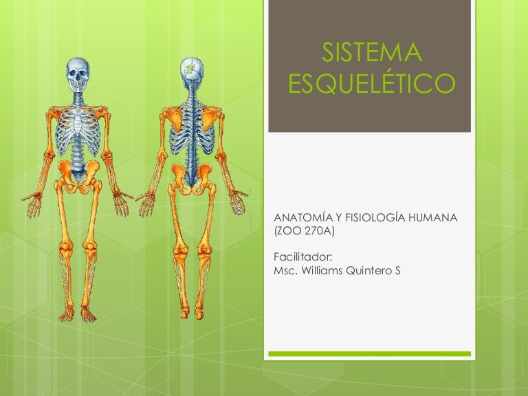 Imagenes Sistema Esqueletico