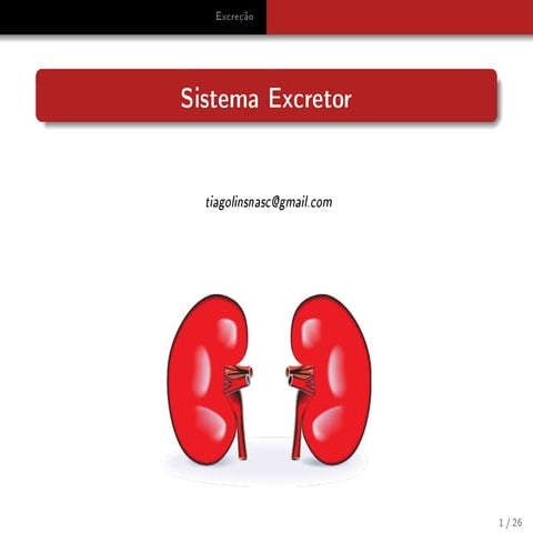 Sistema excretor 8 ano | PPT