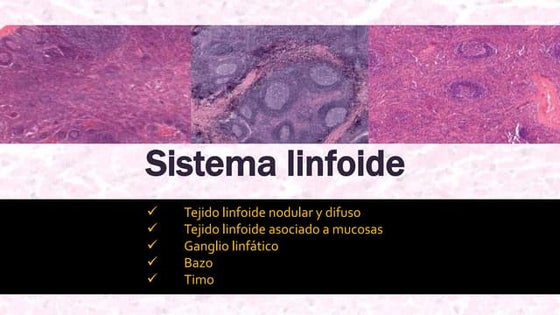 8. hematopoyesis | PPT
