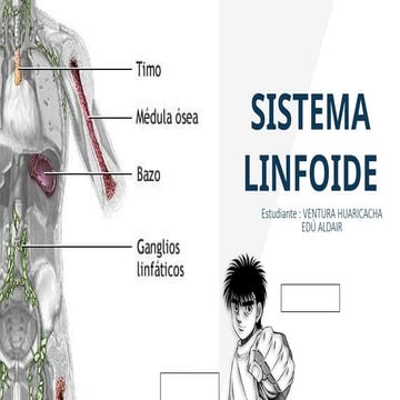 sistema linfoide ya terminado.Pptx, explicado de manera didáctica | PPTX