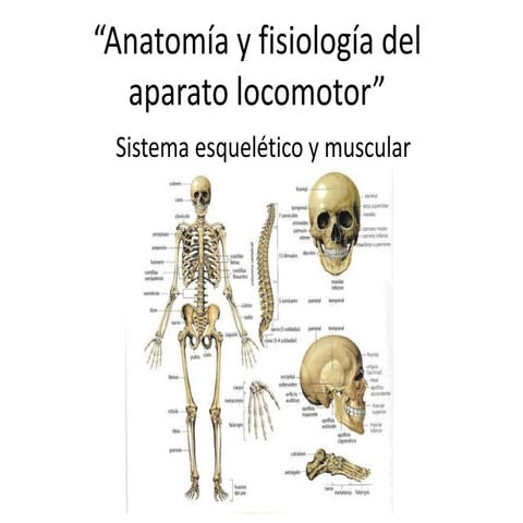 Leer Y Aprender Juntos Sistema Locomotor Sistema Locomotor Ficha