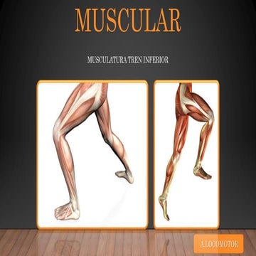 Anatomia de las extremidades inferiores