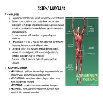 SISTEMA MUSCULAR Y OSEO. 123456789123456 | PPTX