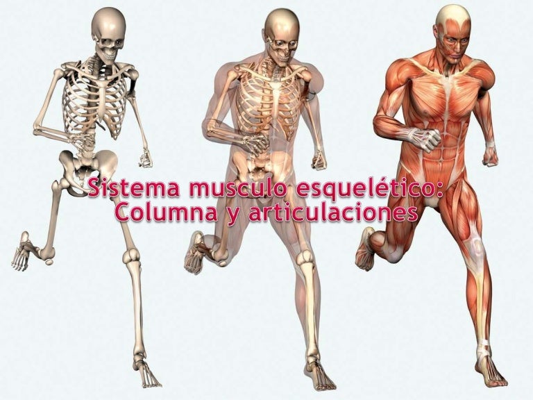 Sistema Esqueletico Y Muscular Sistema Oseo Muscular Copia