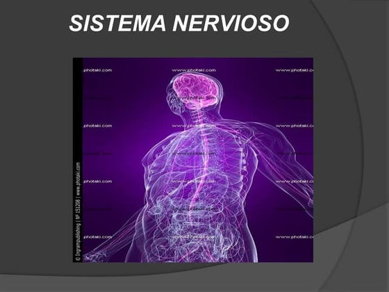 SISTEMA NERVIOSO..pptx.................. | PPTX