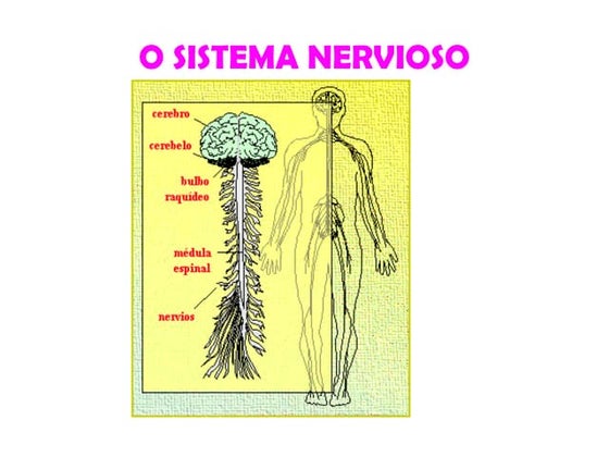 Os sentidos e o sistema nervioso | PPT