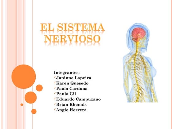 SISTEMA NERVIOSO..pptx.................. | PPTX