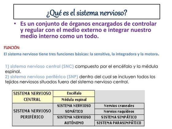 SISTEMA NERVIOSO..pptx.................. | PPTX