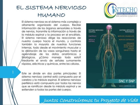 SISTEMA PERIFERICO Y EL SISTEMANERVIOSO.pptx | Brain and Nervous System ...