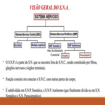Sistema nervoso - SNP e SNC anatomia humana | PPTX
