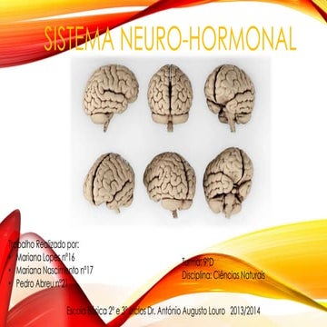 Sistema Neuro-Hormonal | PPTX