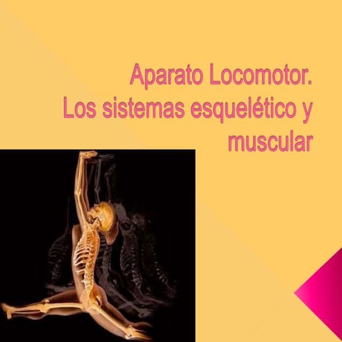Sistema oseo y muscular | PPTX