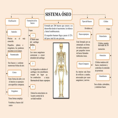 SISTEMA OSEO Y MUSCULAR .pdf,,,,,,,,,,,,,, | PDF