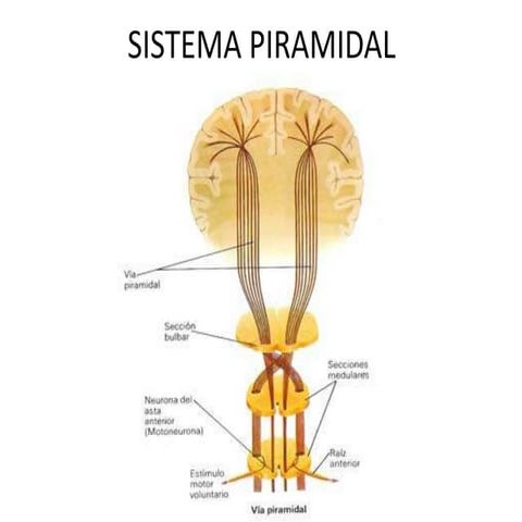 SISTEMA PIRAMIDAL.pptx