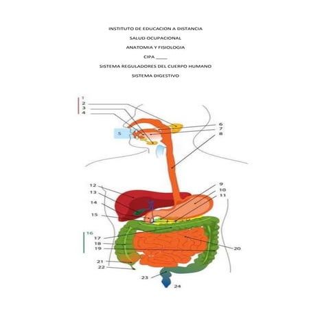Sistema Reguladores Del Cuerpo Humano Docx