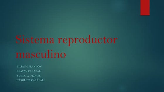 Aparato reproductor masculino | PPT