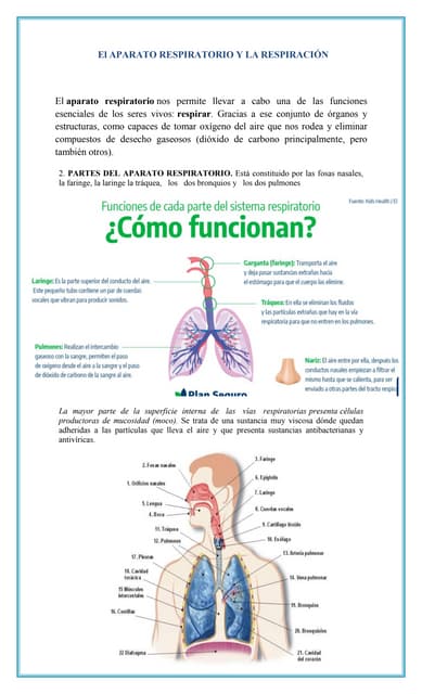 Diagrama Del Sistema Respiratorio Para 5to Grado