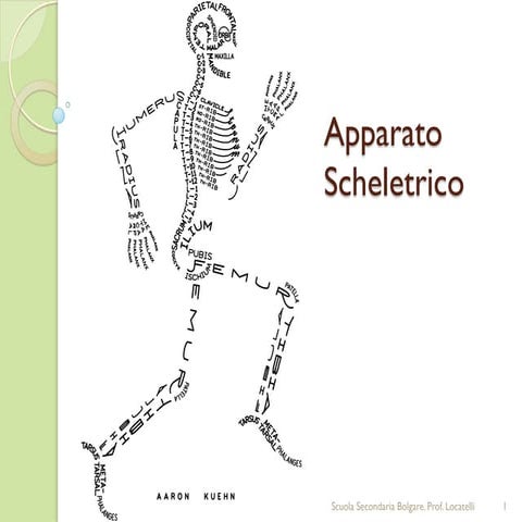 Lo scheletro | PPT