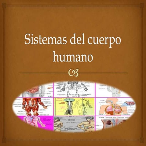 Los sistemas del cuerpo humano | PDF