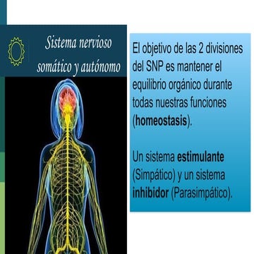 Ganglios sistema simpatico parasimpatico.pptx