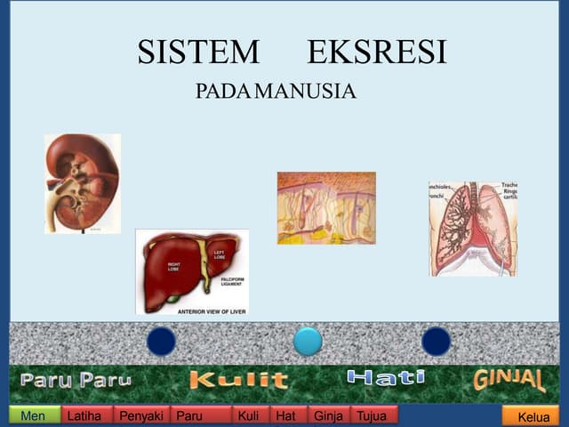 Sistem ekskresi | PPTX