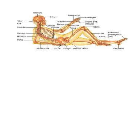 Sistem gerak pada manusia | DOCX