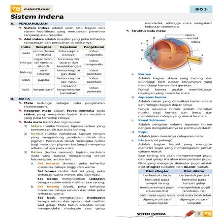 MATERI Sistem indra KELAS XI SMA | PDF