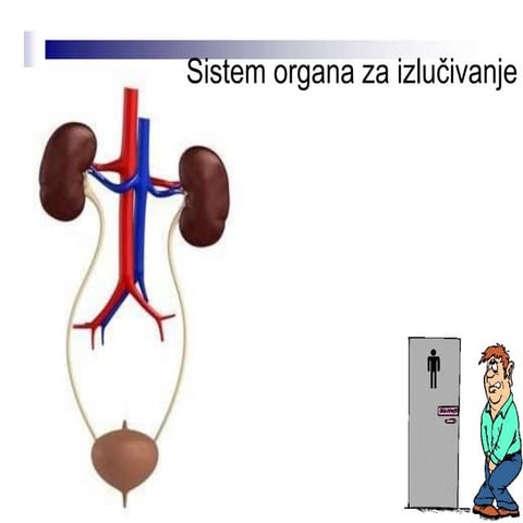 Gradja biljaka | PPTX