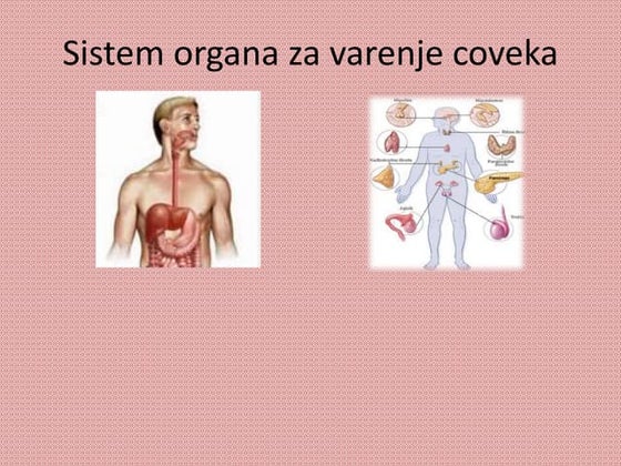 Organi za probavu | PPT