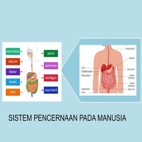 Sistem pencernaan-1 untuk kelas 5 SD | PPT