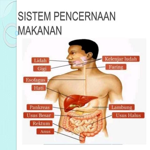 SISTEM PENCERNAAN pada MANUSIA KELAS XI.pptx