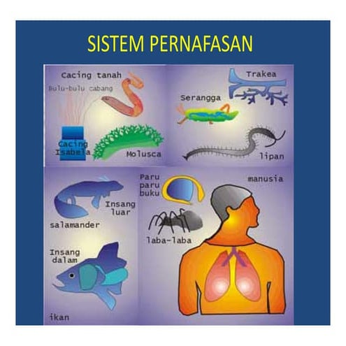 Anatomi fisiologi faring dan esofagus | PPTX