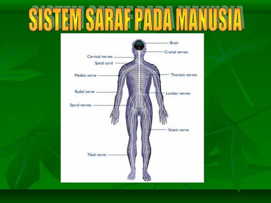 BBM UNIT 2 TAHUN 6 SISTEM SARAF.pptx