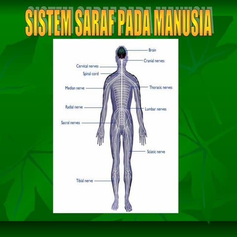Sistem saraf manusia 2 | PPT
