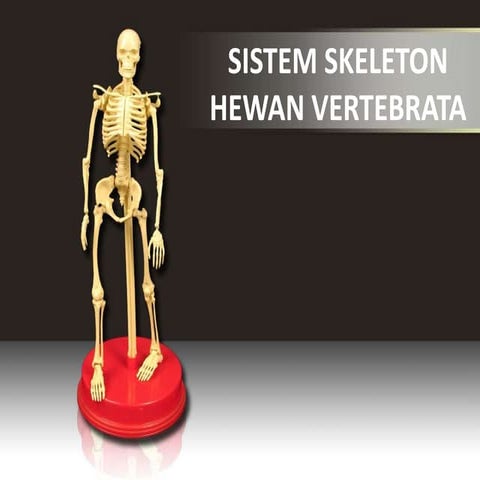Sistem skeleton hewan vertebrata | PPTX