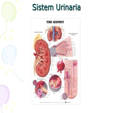 Fisiologi ureter, vesika urinaria, dan uretra | PPTX