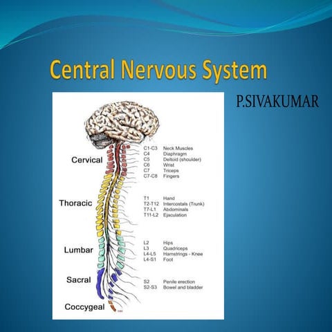 Centeral nervous system | PPTX