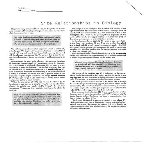 Size relationships in bio rdg wkst | PDF | Databases | Computer ...