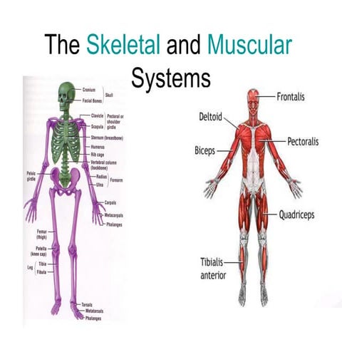 Skeletal and Muscular System